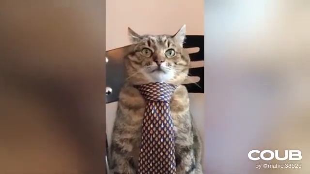 Девки берегитесь