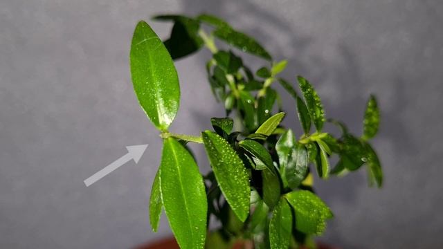 Мирт Тарантино зеленый 2