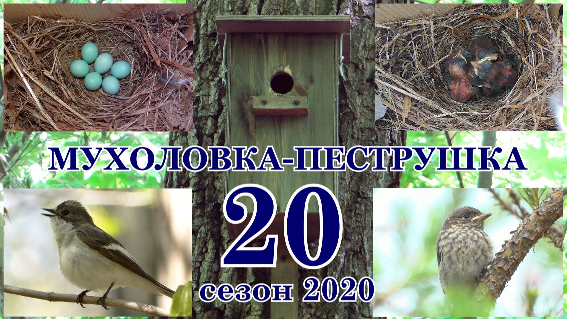 От гнезда до птенца. Хроника событий. Мухоловка-пеструшка. (Ficedula hypoleuca) 20 серия. Сезон 2020