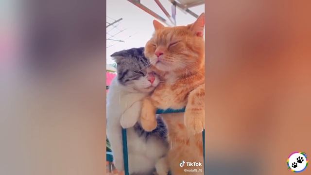 Забавные питомцы #80