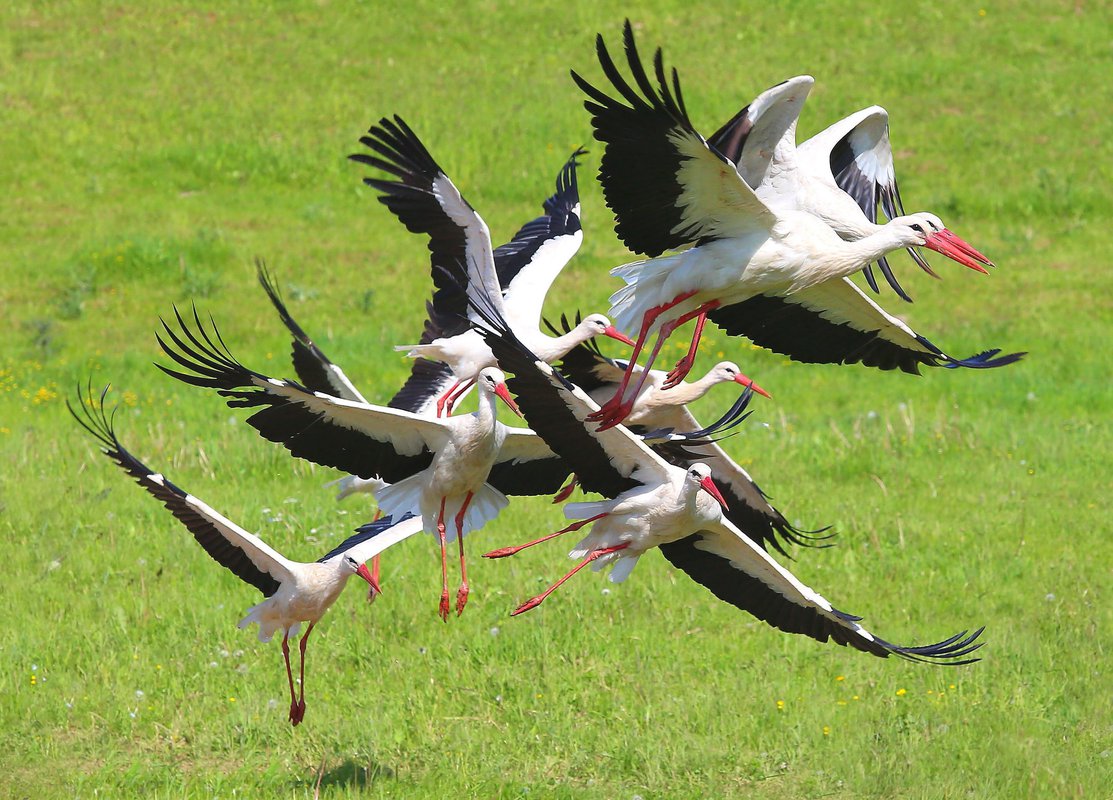 Индикатор экологического здоровья  — Аисты!