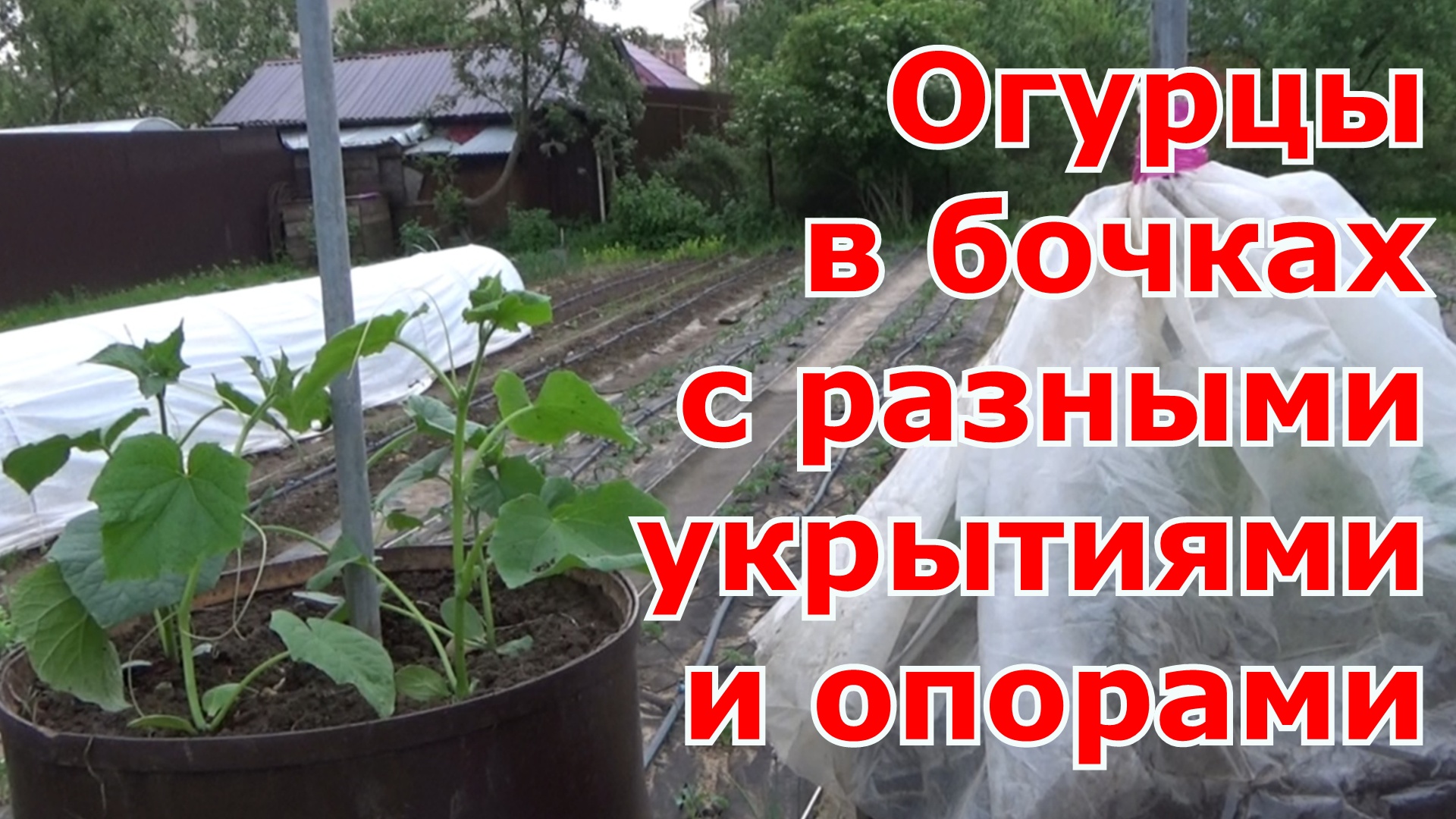 Высадка огурцов в бочки. Какие минипарнички и опоры для огурцов в бочках я использовала за 4 года.