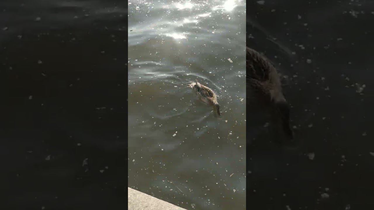 2023.06.08 Москва. Утки на Москве-реке