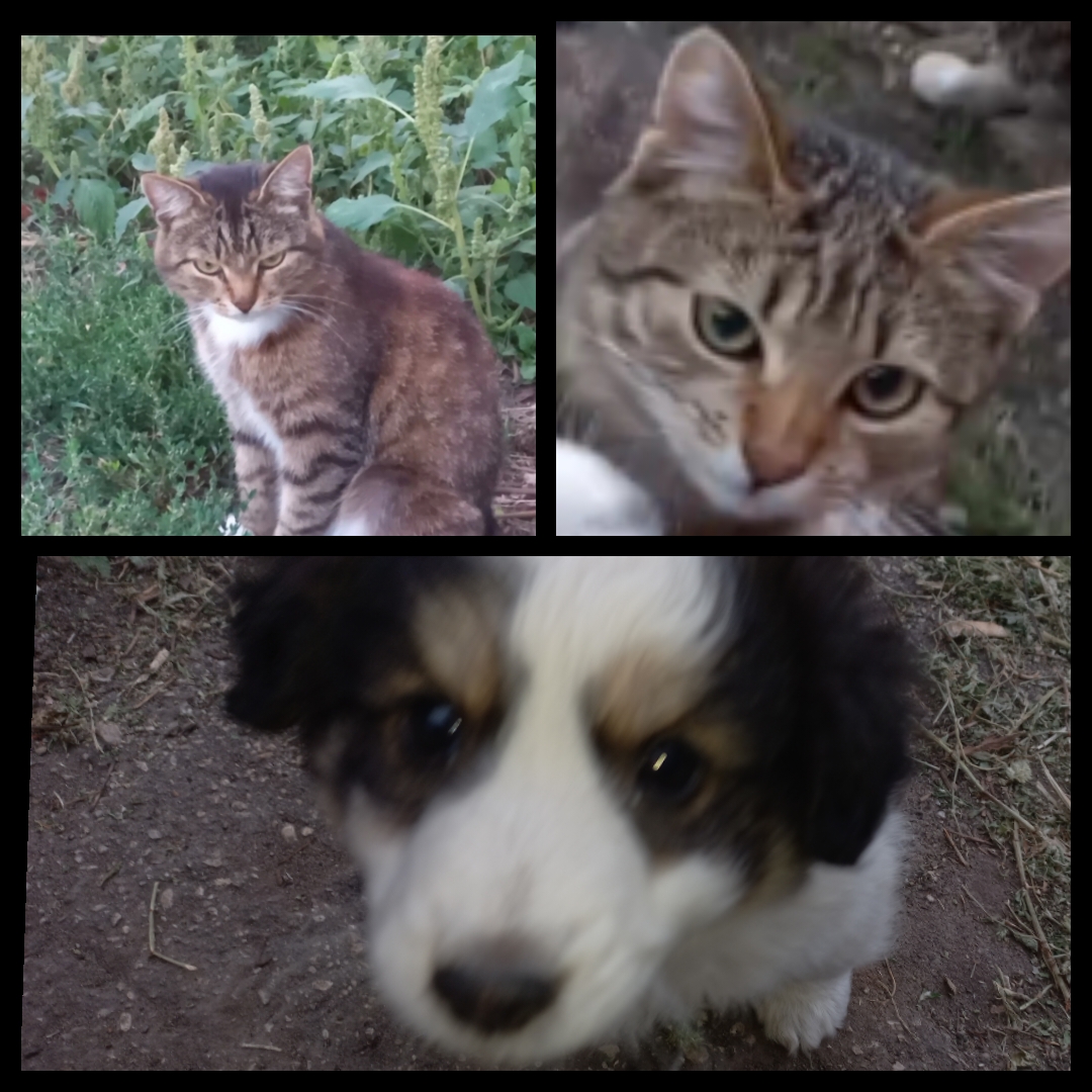 Кот Ходорковский, котенок Гарик и щенок Трофимыч.