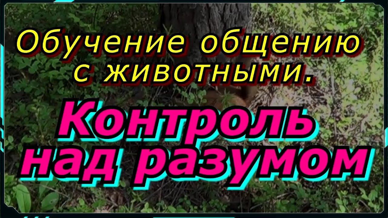 Контроль над разумом. Обучение Общению с животными. Урок второй.