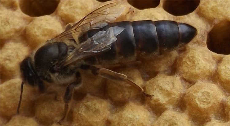 июнь на пасеке - смена матки в семье пчел, для ухода от роения, плюсы и минусы