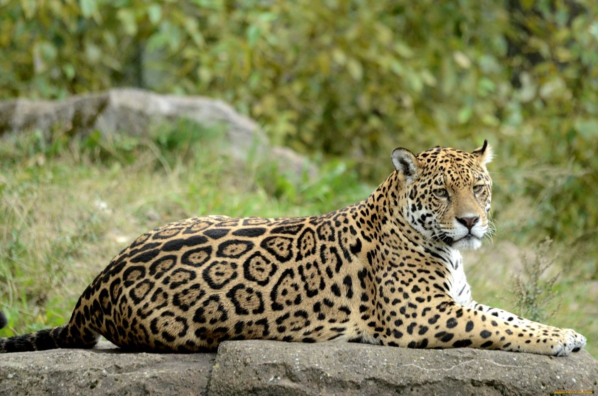 Jaguar Panthera Onca. Музыкальный скетч.