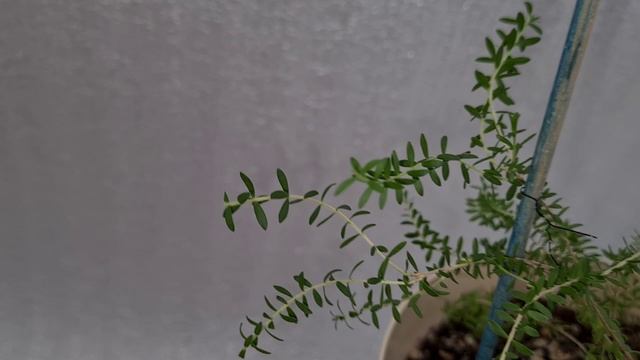 Триптомена 5