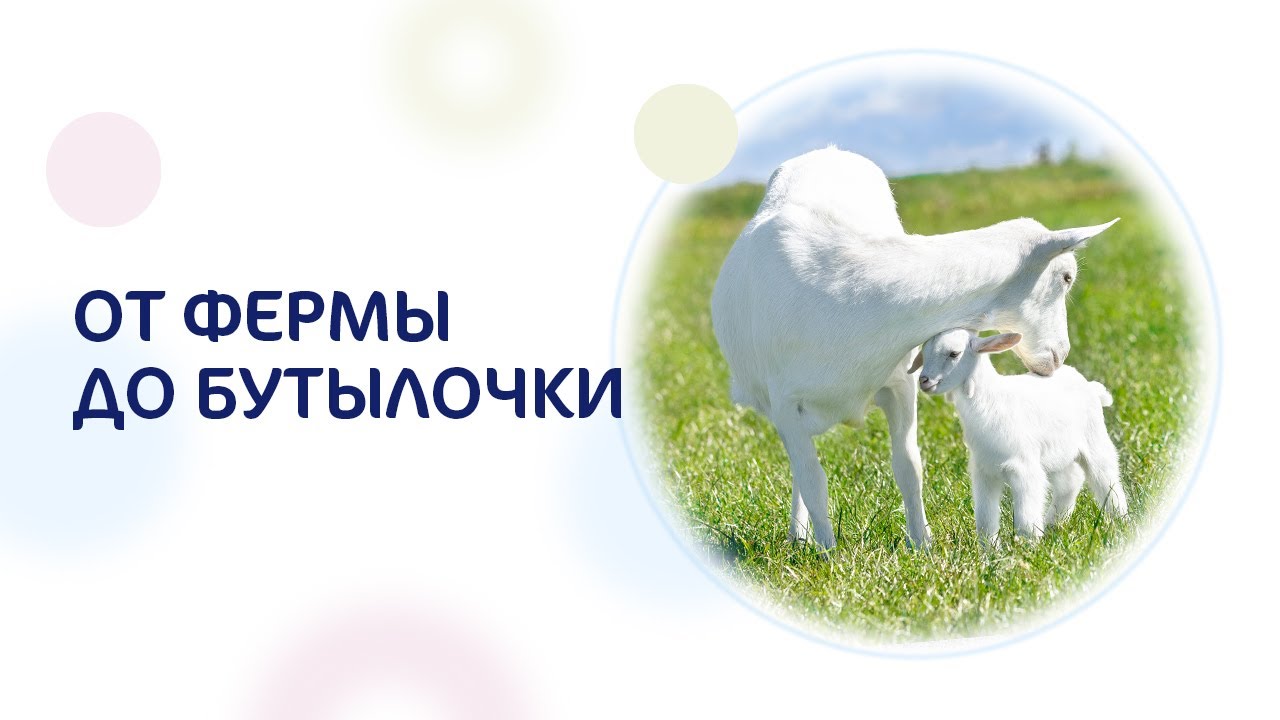 Как получают козье молоко и смеси Kabrita®? Наше производство.