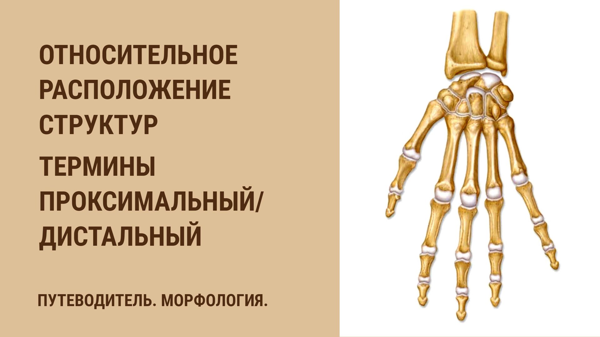 Относительное расположение структур. Термины проксимальный и дистальный.