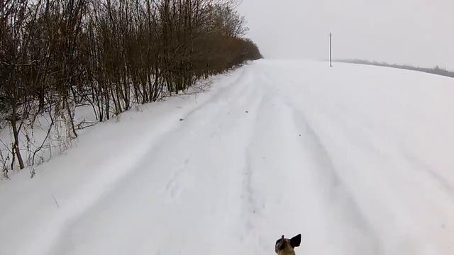 ЗАЯЦ ВЗЯТ - НО ПРОПАЛА СОБАКА (охота на зайца конец года - сезон 2018-2019.mp4