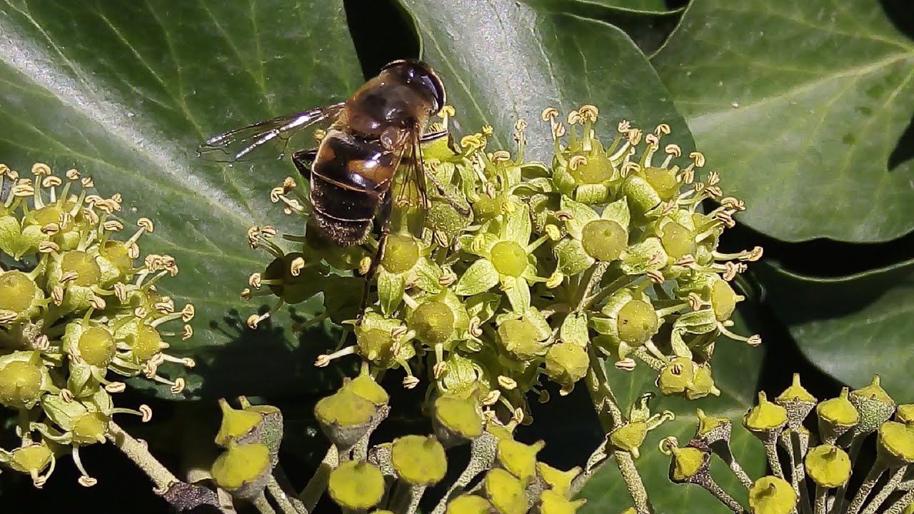 Осенний пир у пчел – цветет плющ. Экзотика пчеловодства – плющевой мед