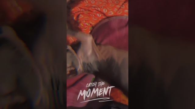 Канадский сфинкс Катя Икс