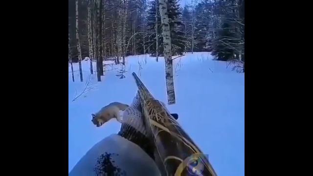 В охоте на волков. #Shorts