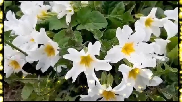 ДОБРОЕ УТРО? С ПРЕКРАСНОЙ  МУЗЫКОЙ И ЖИВЫМИ ЦВЕТАМИ? .МУЗЫКАЛЬНАЯ ОТКРЫТКА.