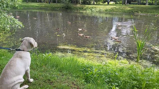 Уточки 02.08.24