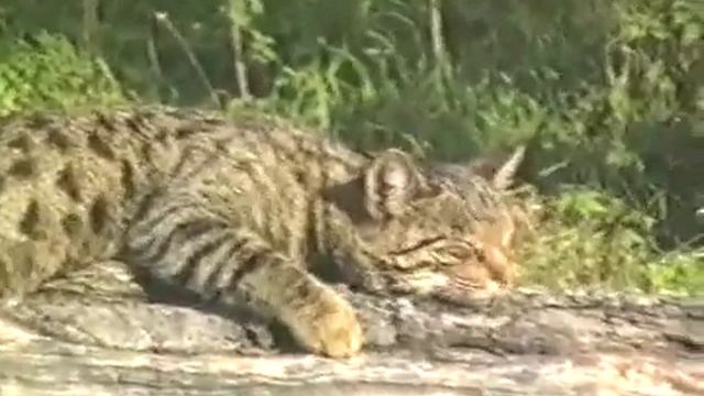 Бесстрастный