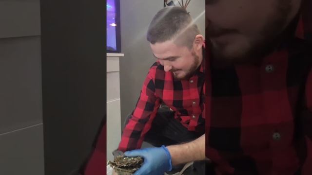 Устрицы. Какие бывают и чем отличаются