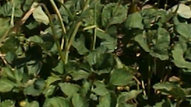 DSCN5516.AVI Земляника  усатая и клубника садовая