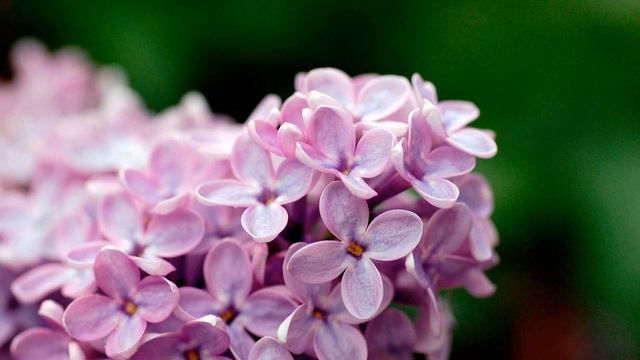 Jacques Loussier Siciliano in G Minor_1080p