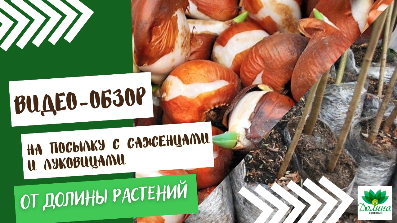 Еще один довольный клиент ❤️ Обзор на посылку от Долины Растений ?