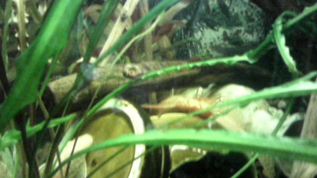 Драка самцов Анцитрусов часть 2_20180207