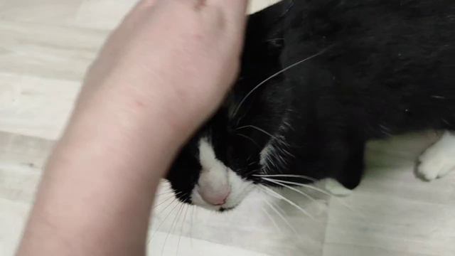 😿❄Котика Босю нашли на зимних дачах, он очень ласковый и очень хочет быть единственным котиком🙏