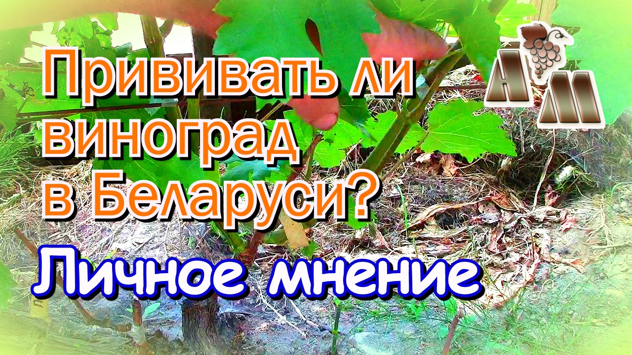 ? Стоит ли прививать виноград в Беларуси? Мое отношение к прививкам винограда