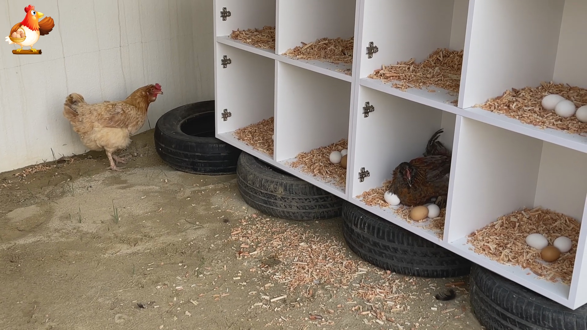 Гнезда курам в мебели делать лучше с планкой-перегородкой снизу