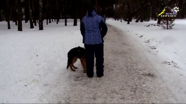 Правильная социализация щенка