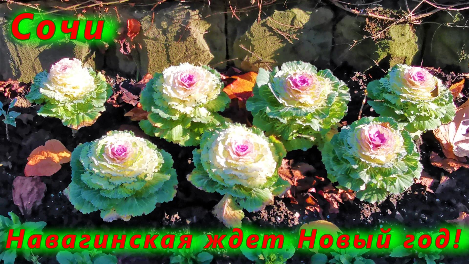 Навагинская ждет Новый год в Сочи