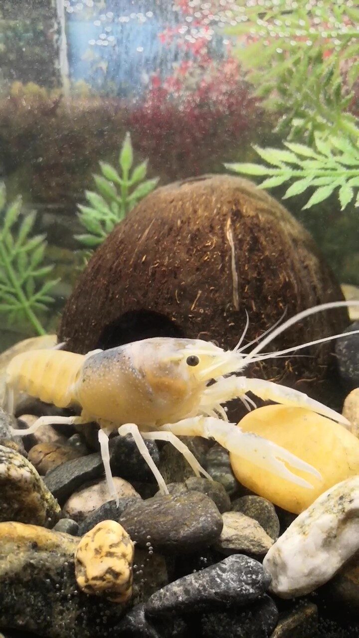 Рак сидит и усами шевелит