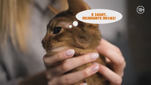 Какие породы кошек самые умные?