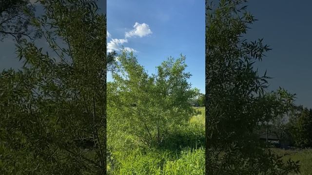 Лето в деревне. Очарование средней полосы.