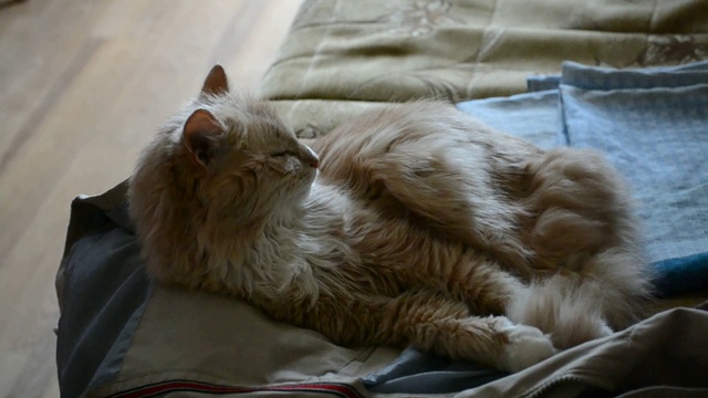 Кот видео-модель (1-ая проба пера)