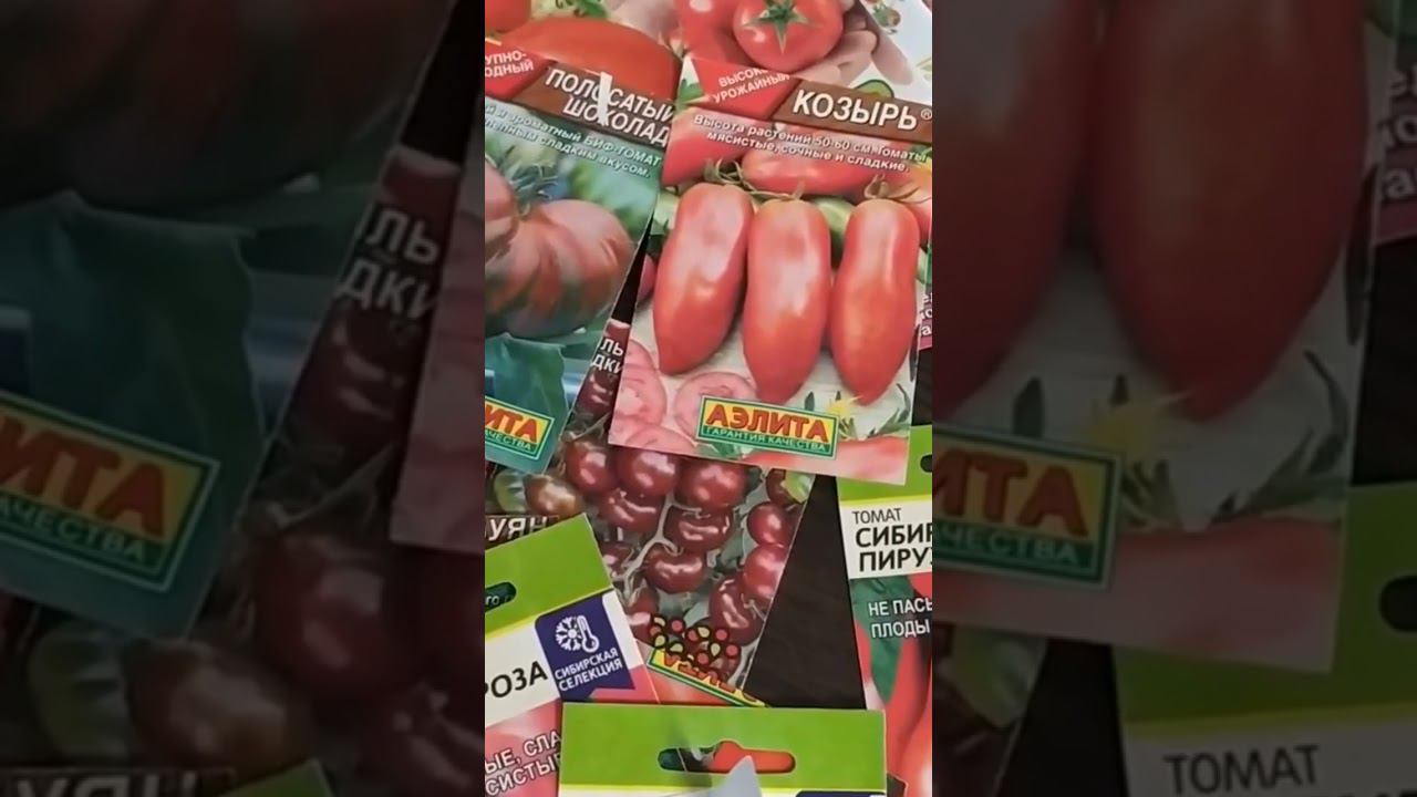 Обеззараживание семян томатов