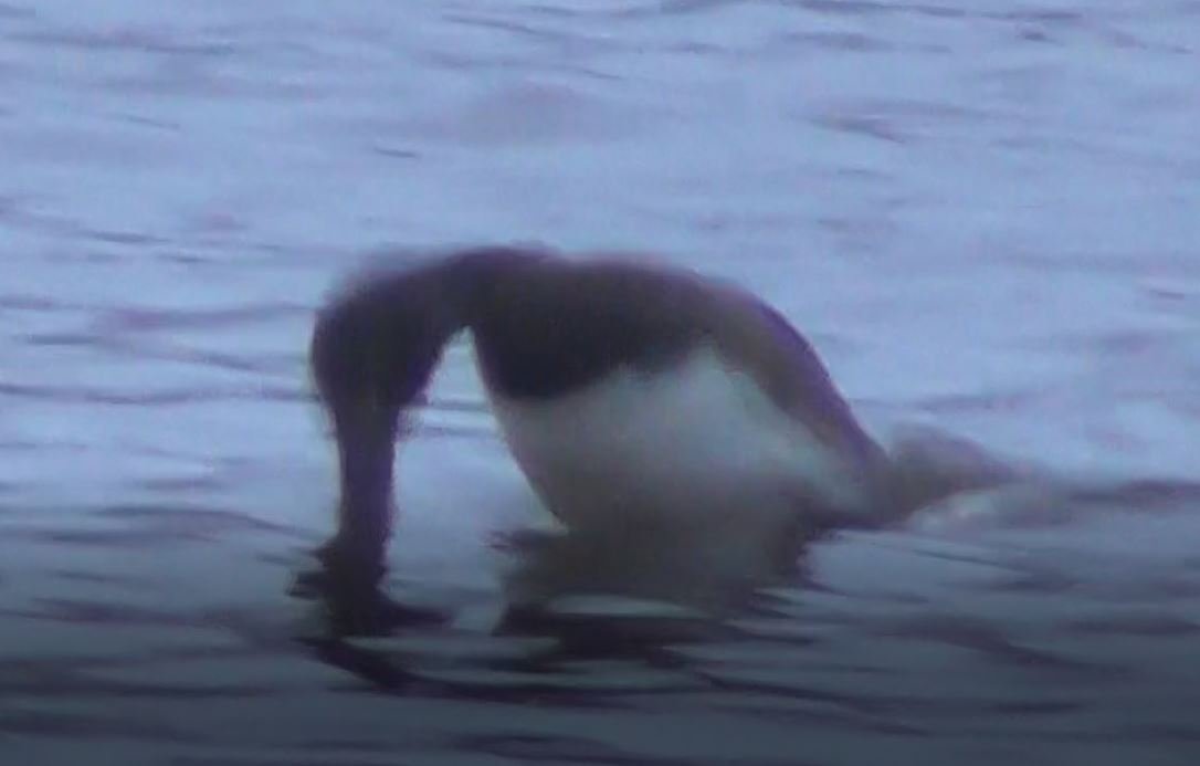 утка, Чернеть Хохлатая, ныряет в полынье, Птицы Новгородской области, 4 декабря 2022г