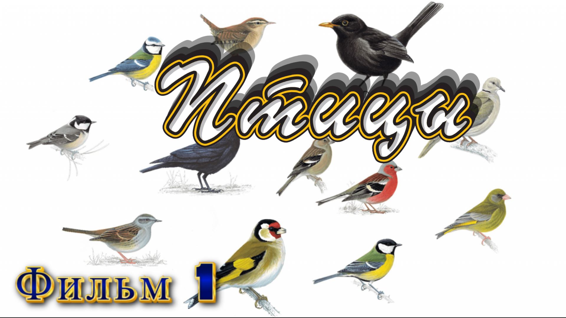Птицы. Фильм 1  Birds. Movie 1