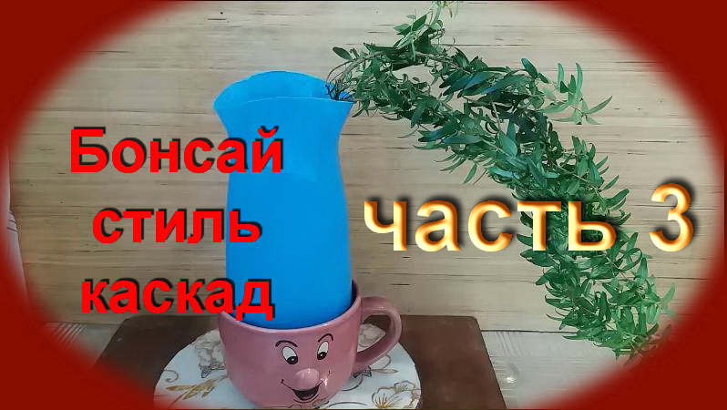 3. Бонсай из мирта посадка на камень каскад часть 3.mp4