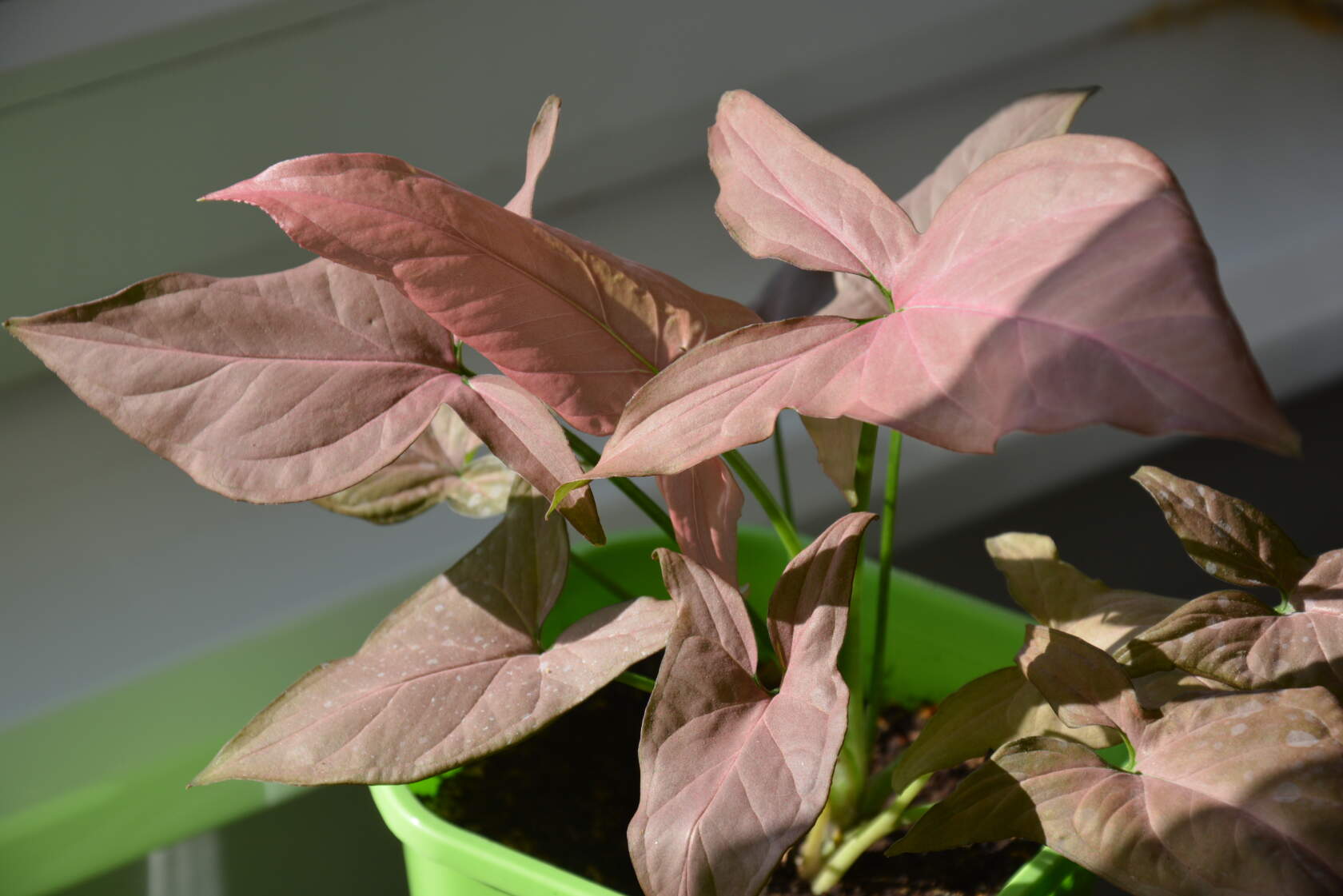 Сингониум.  Элегантный красавец