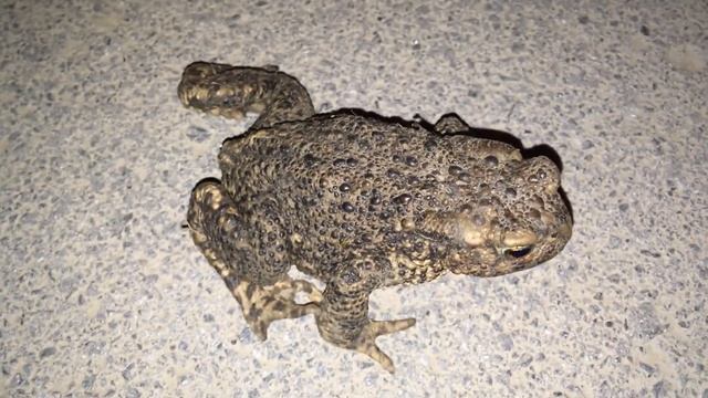 Страшно красивая лягушка!