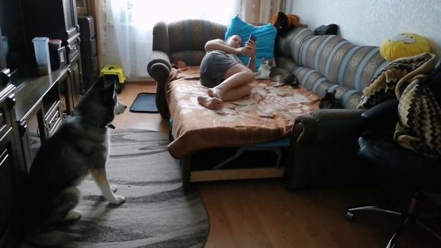 БАРСИК И КО