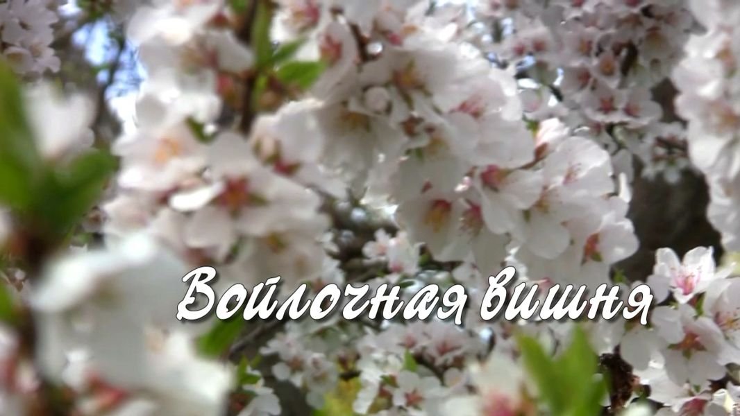 Войлочная вишня. Дачные картинки 2022.mp4