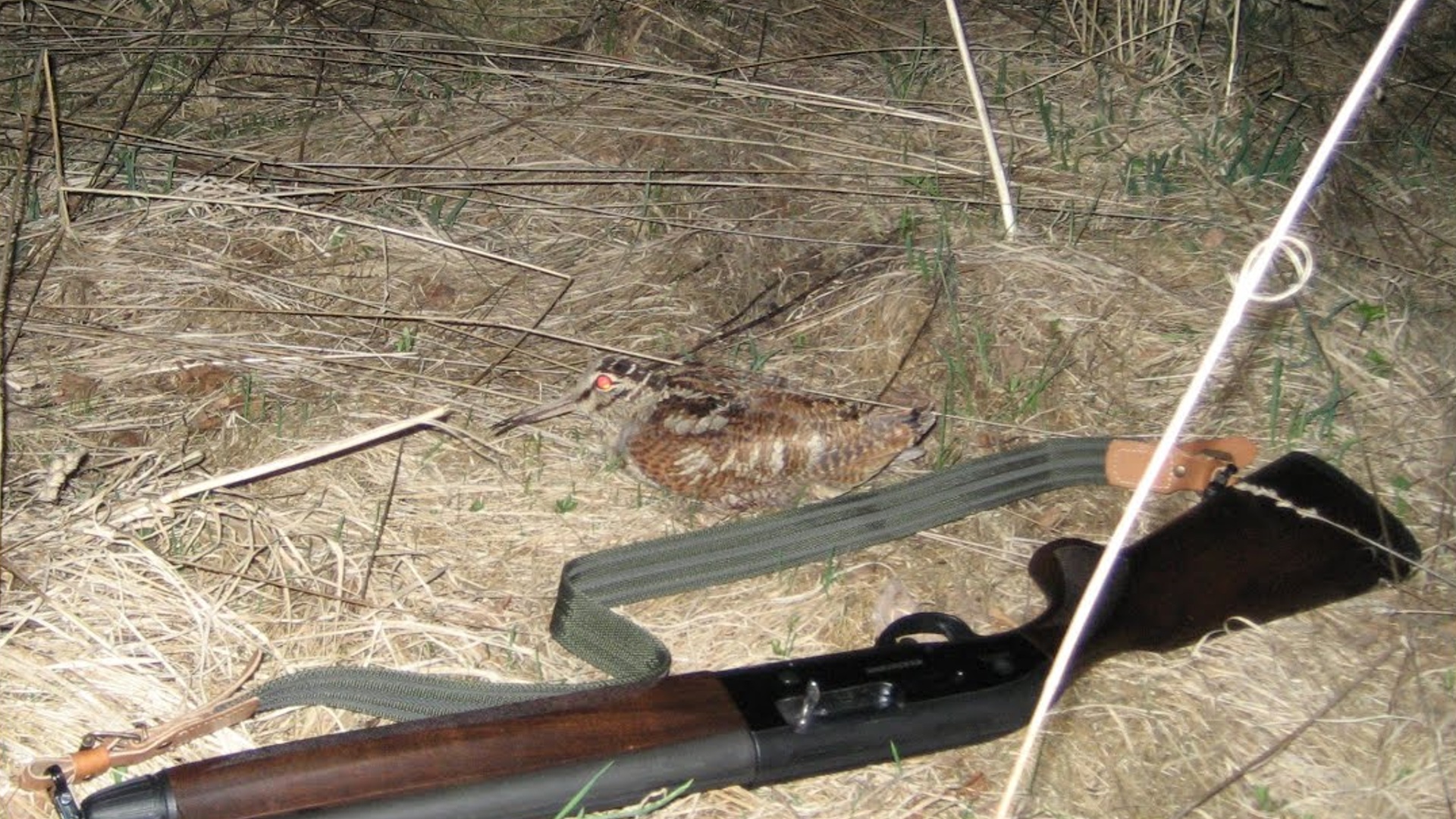 ВЕСЕННЯЯ ОХОТА НА ВАЛЬДШНЕПА19. ОДНИ ПОДРАНКИ...