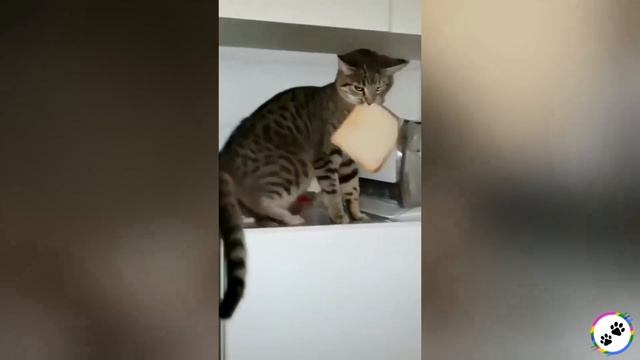 Забавные питомцы #76