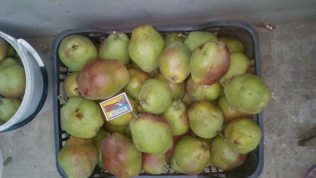 Замена обрезки для ГРУШИ, два способа