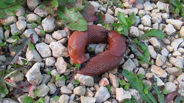 Эпическая битва двух красных слизней