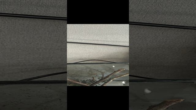 Эх жалко что богомола ничего не хотят жрать