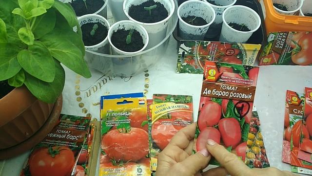 Сеем томаты