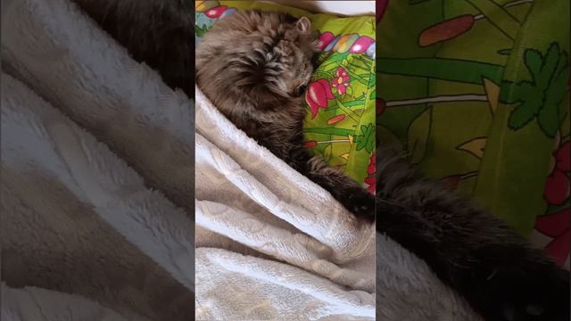 Не мешай мне кожаный #shorts #котики #кот #марсик #животные #cat